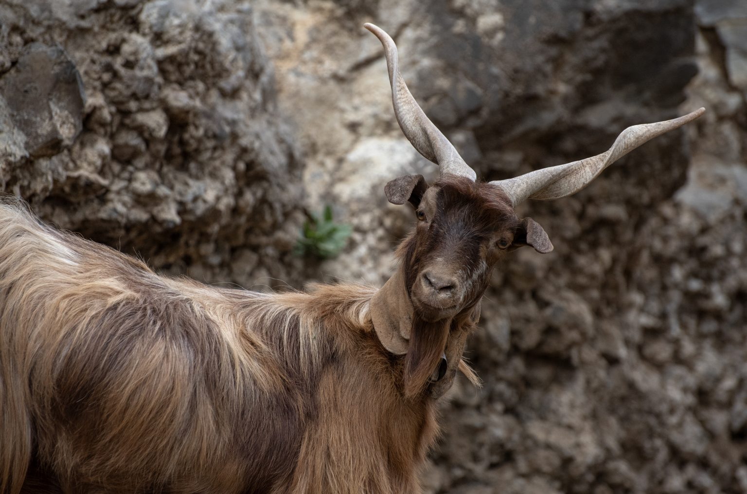 La Asociación de Criadores de cabras de Raza Palmera, en el Comité ...