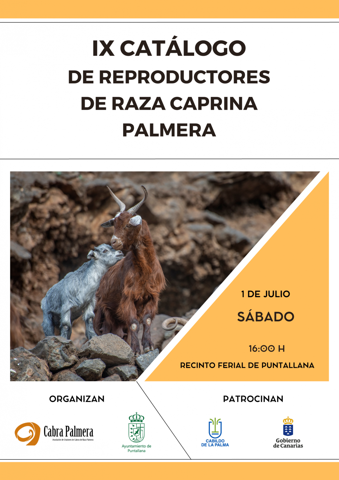 La Asociación de Criadores de Cabras de raza Palmera presenta el nuevo ...